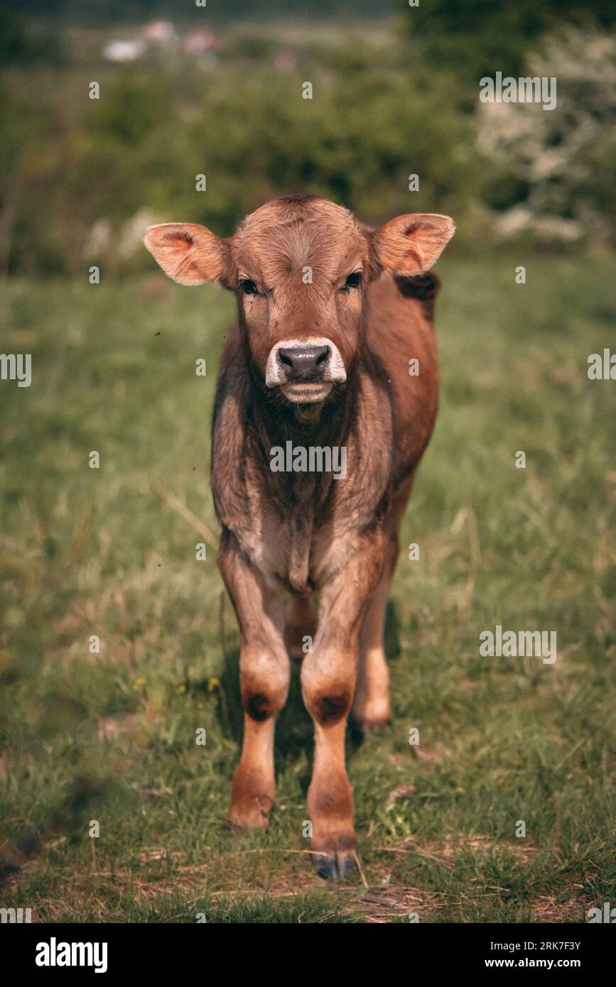 A vertical shot of an adorable brown cow calf on a lush bright green ...