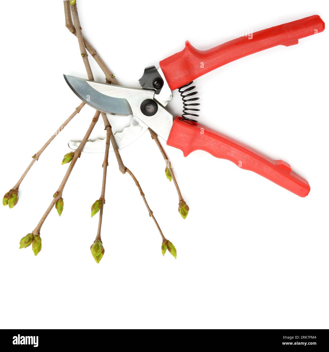 Garden shears and tree twig isolated on white background. Spring pruning Stock Photo - Alamy