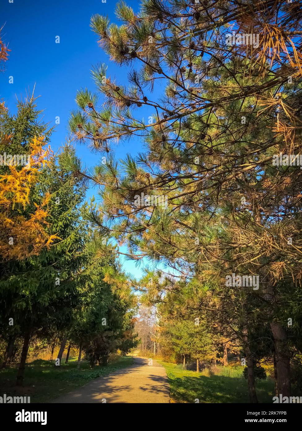 A scenic pathway lined with lush trees running through a vibrant, green ...