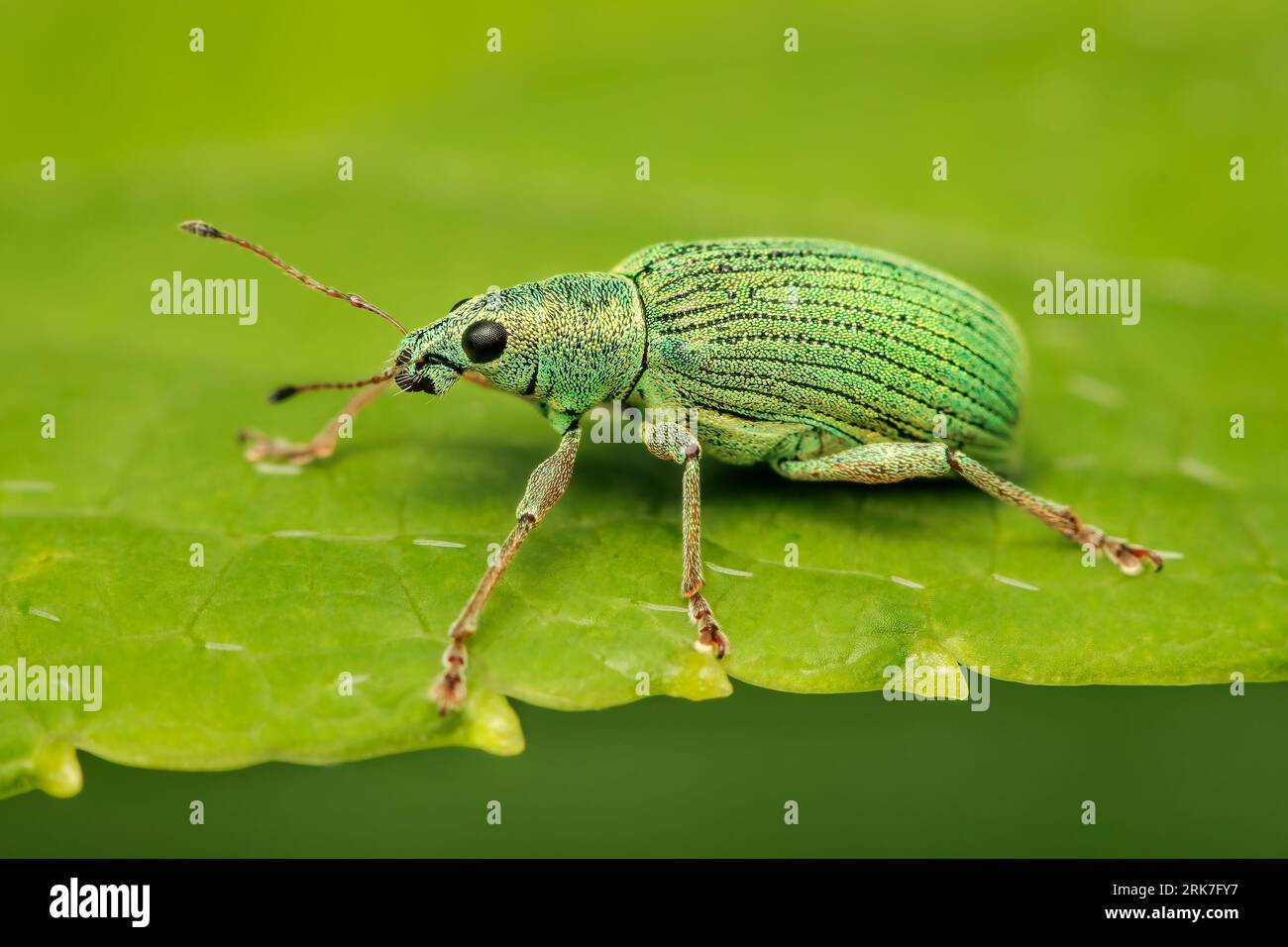 Weevil beetle on a green leaf hi-res stock photography and images - Alamy