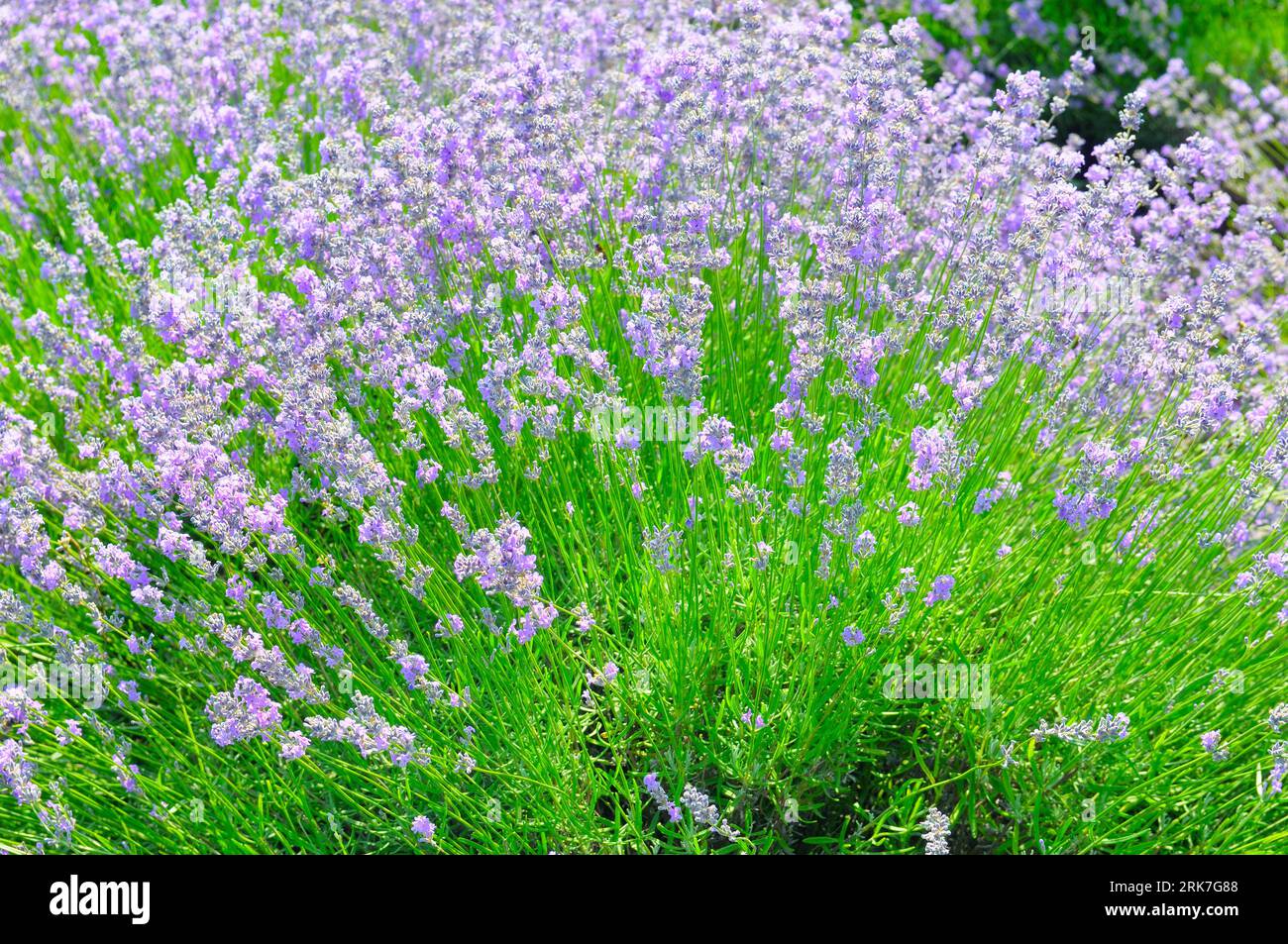 Bush of blossoming lavender in the summer field Stock Photo - Alamy