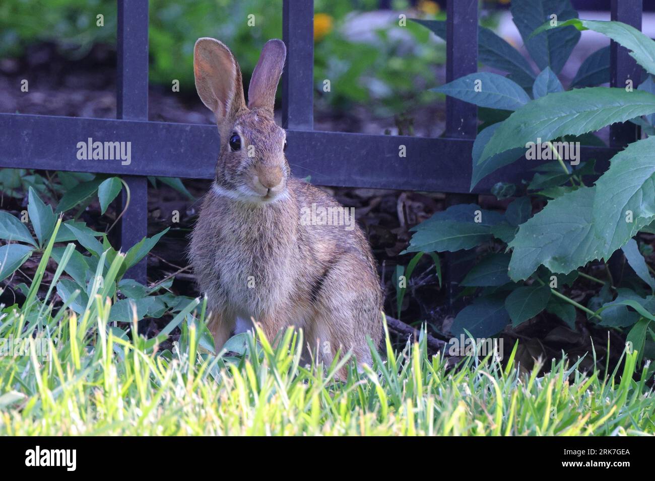A Burmese hare (Lepus peguensis) sitting in a lush garden Stock Photo ...