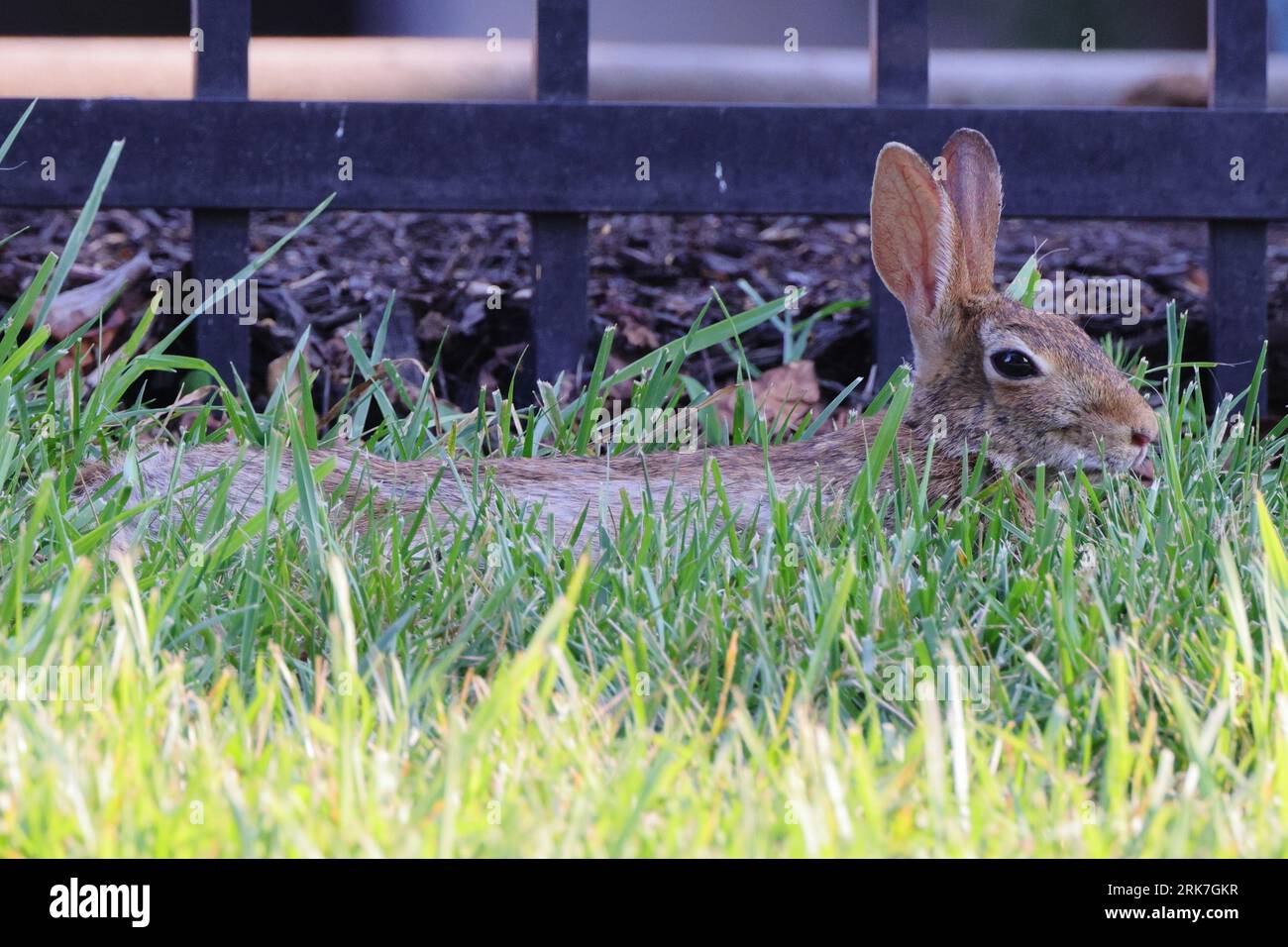 Lepus peguensis hi-res stock photography and images - Alamy