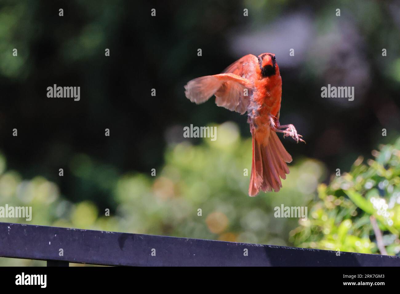A vibrant red cardinal bird in mid-flight, soaring gracefully over a ...