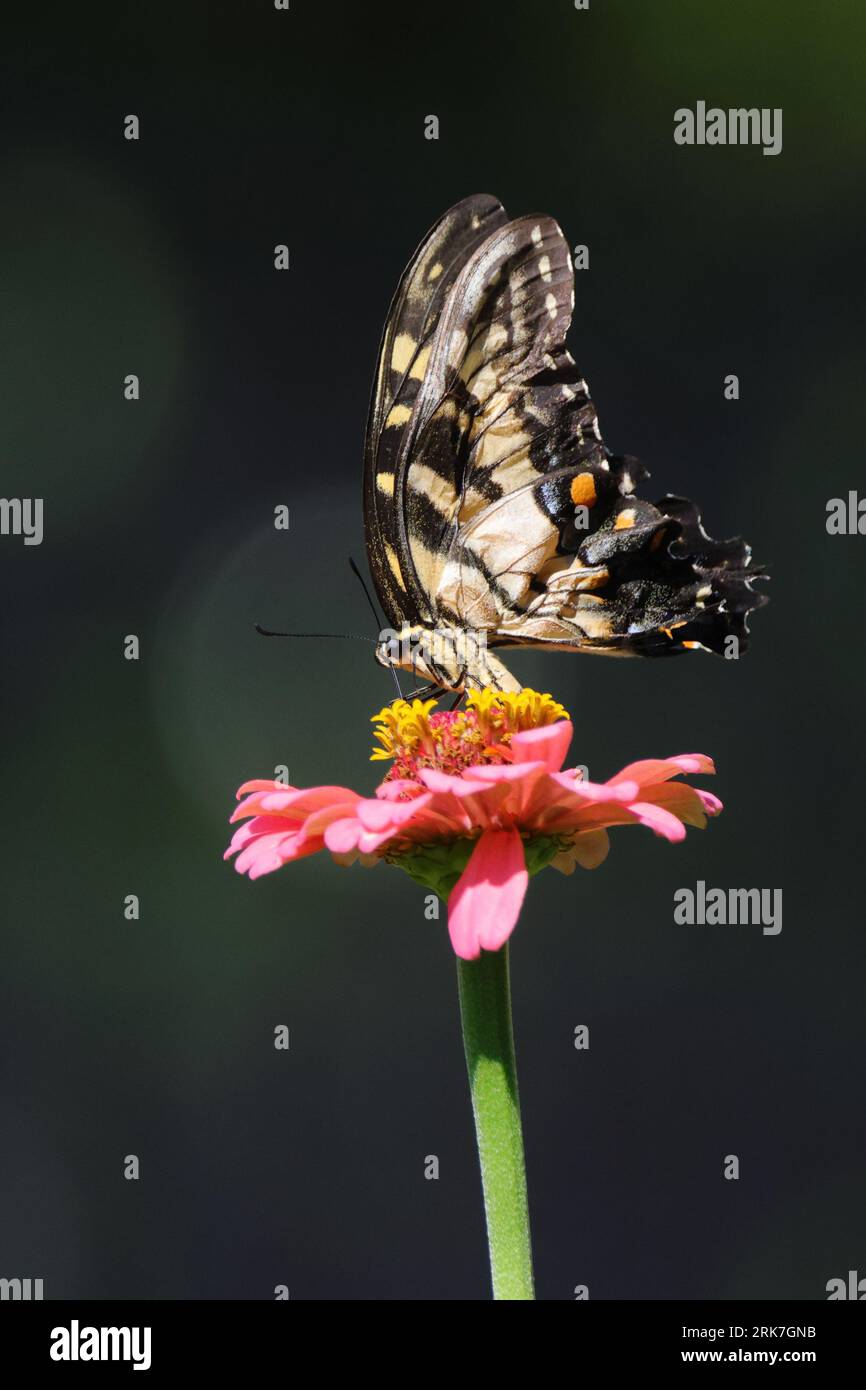 A vibrant Sailfish glaucus (Papilio glaucus) butterfly perched upon a ...