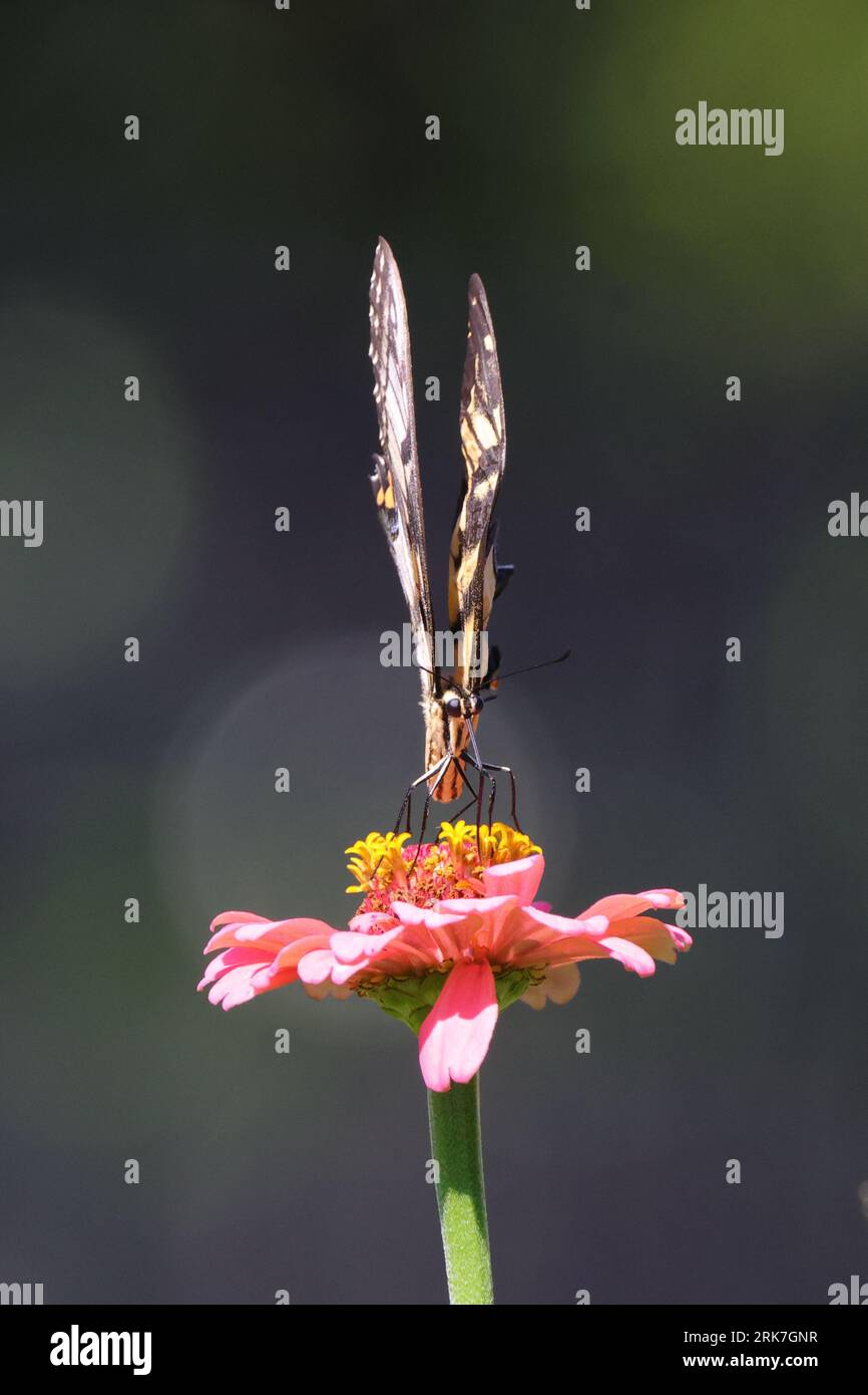 A vibrant Sailfish glaucus (Papilio glaucus) butterfly perched upon a ...