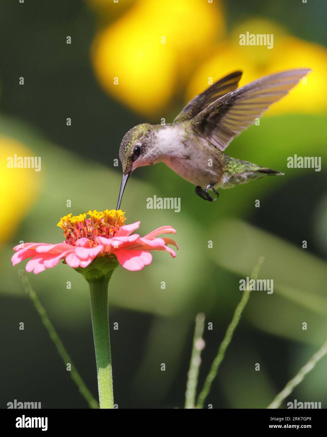 A Ruby-throated hummingbird gliding in the air, capturing the sweet ...