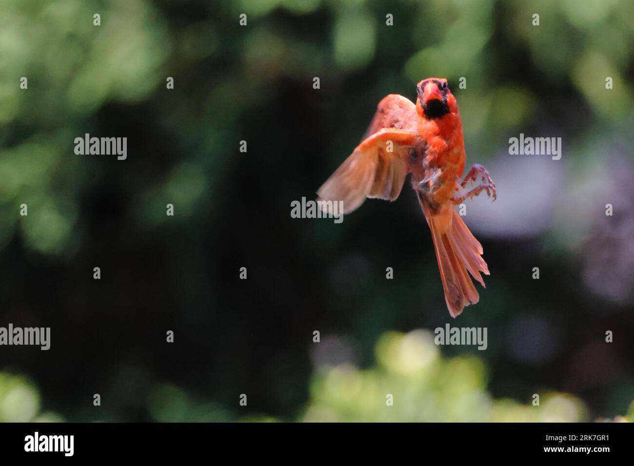 A vibrant red cardinal bird in mid-flight, soaring gracefully over a ...