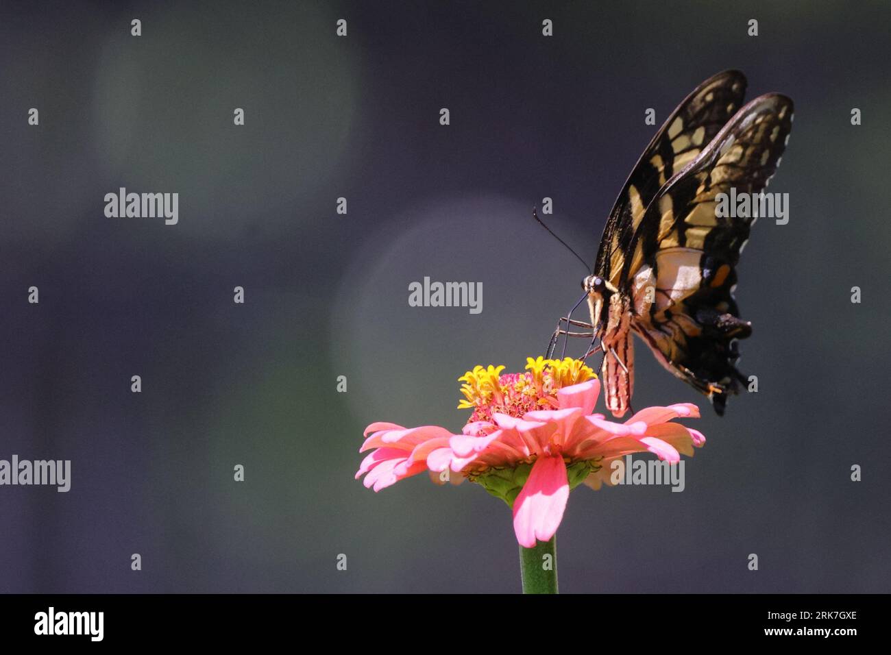 A vibrant Sailfish glaucus (Papilio glaucus) butterfly perched upon a ...