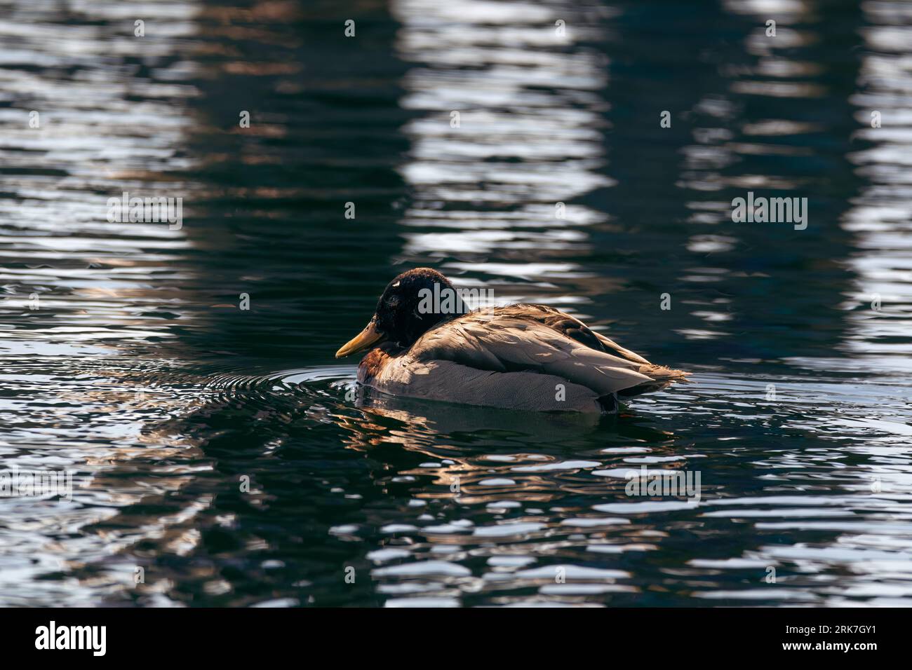 A mallard duck floating in a tranquil lake Stock Photo - Alamy