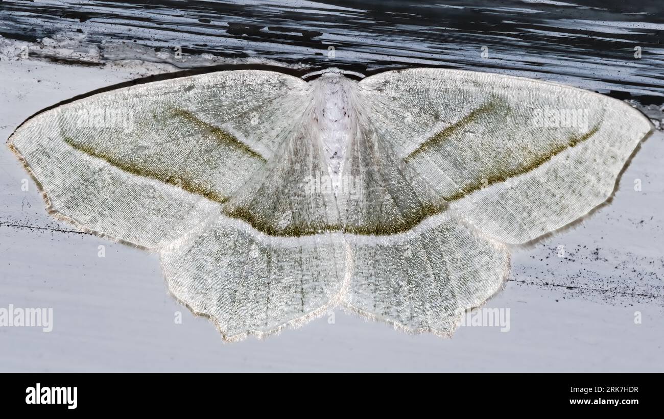 Frenulum moth hi-res stock photography and images - Alamy