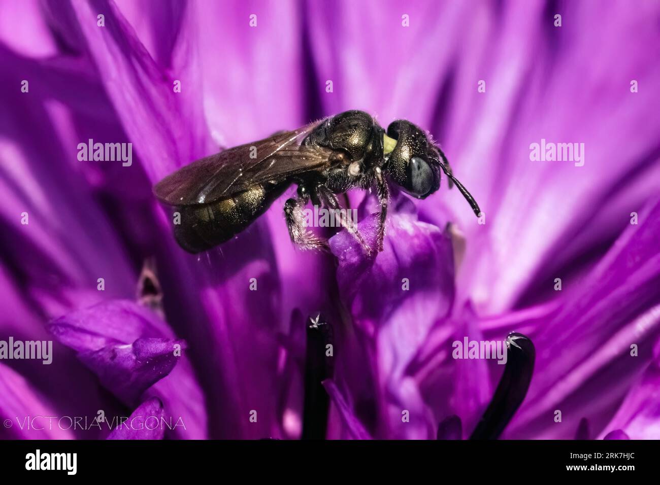 A macro of a shiny metallic green Small Carpenter Bee (Ceratina sp ...