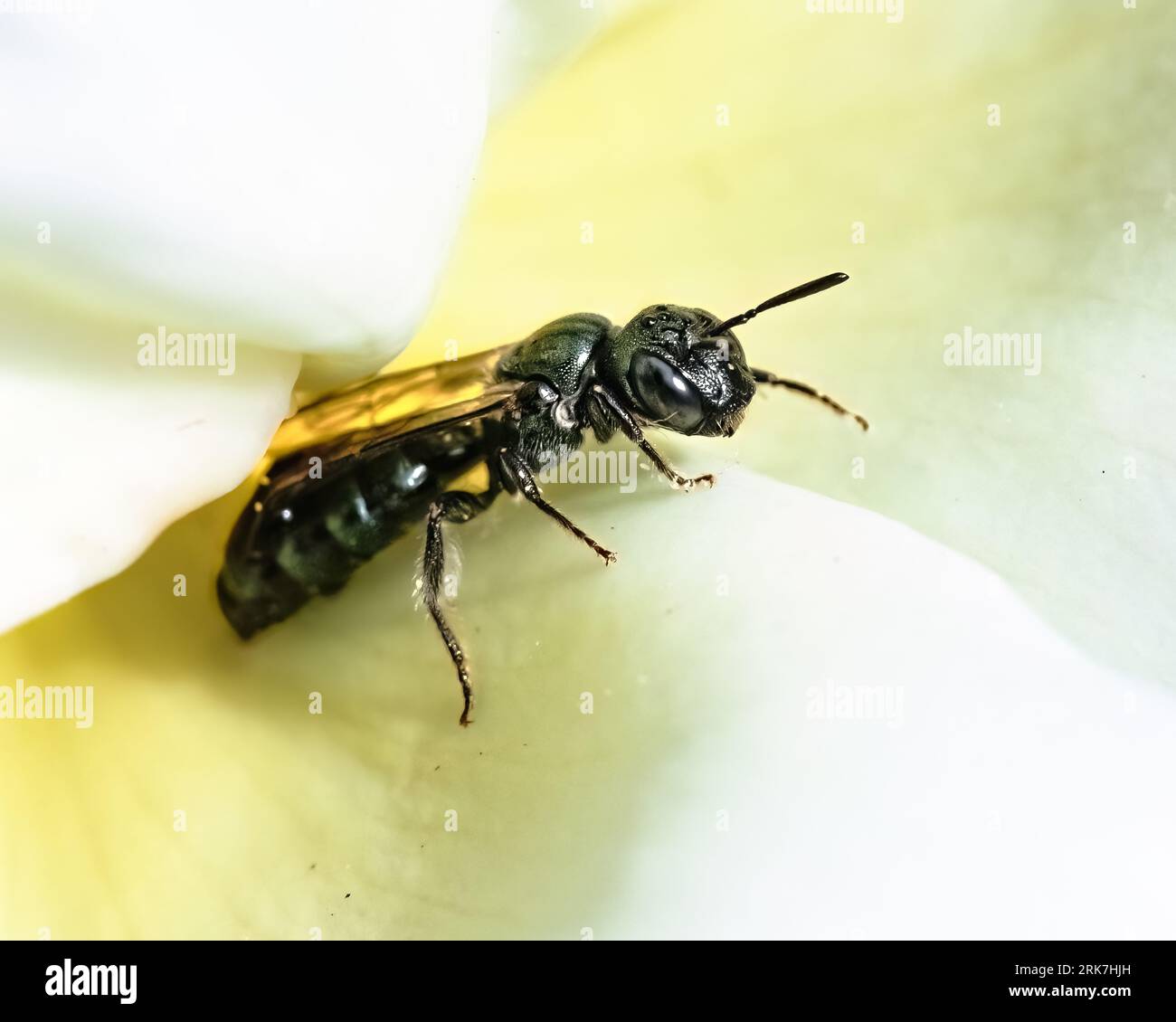 Carpenter bee ceratina sp hi-res stock photography and images - Alamy