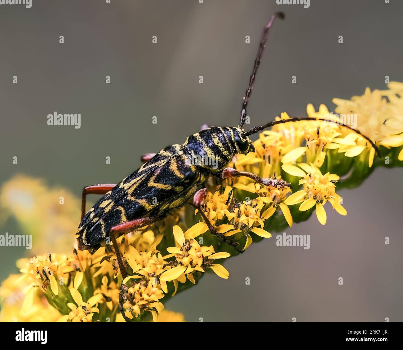 A black and yellow Locust Borer Longhorn Beetle (Megacyllene robiniae ...