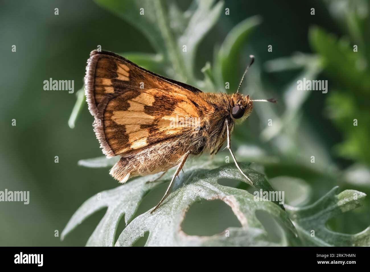 Skipper identification hi-res stock photography and images - Alamy