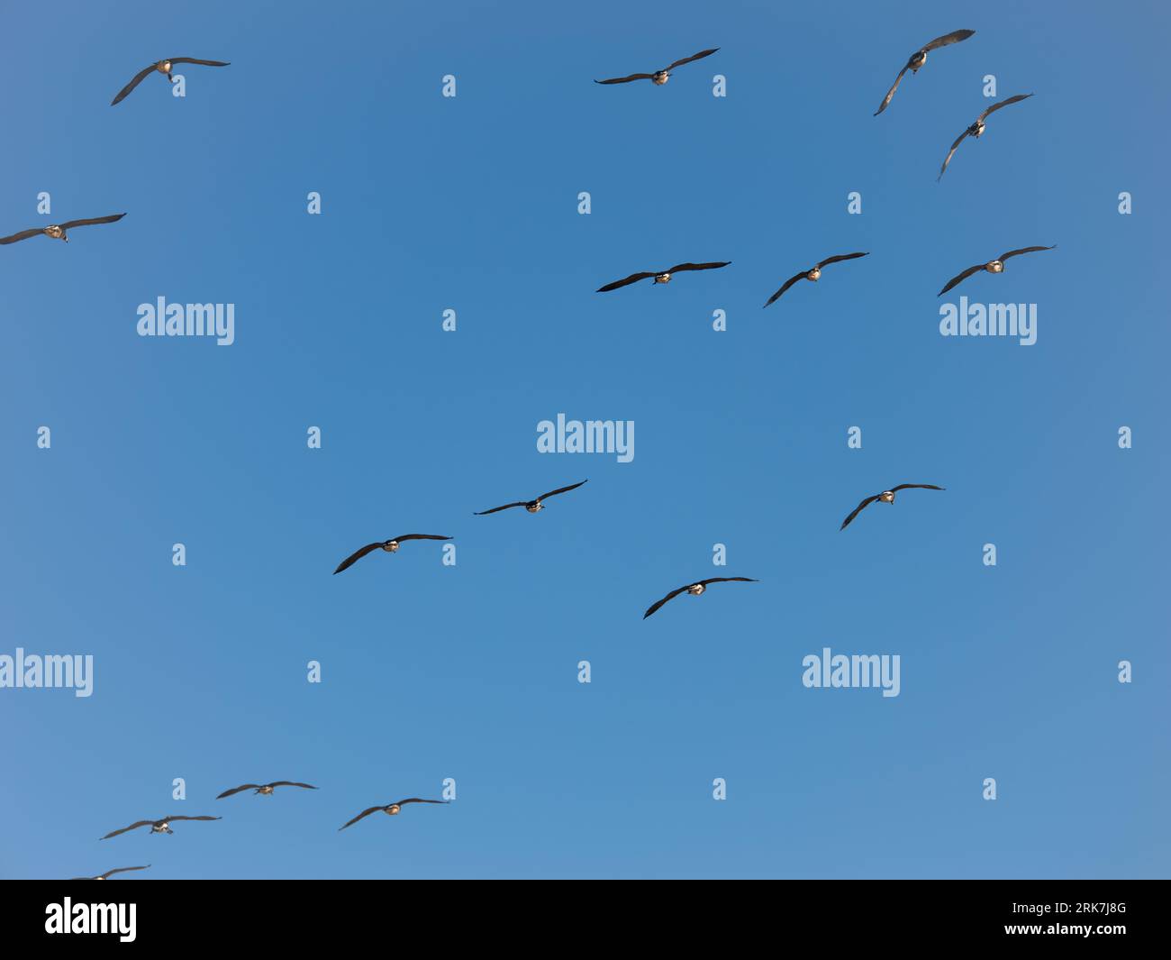 Aerial shot flock geese hi-res stock photography and images - Alamy