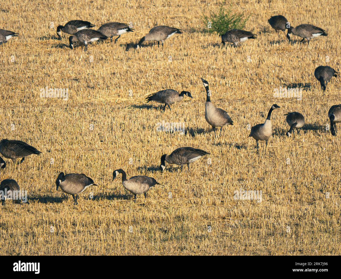 Flock canadian geese foraging hi-res stock photography and images - Alamy