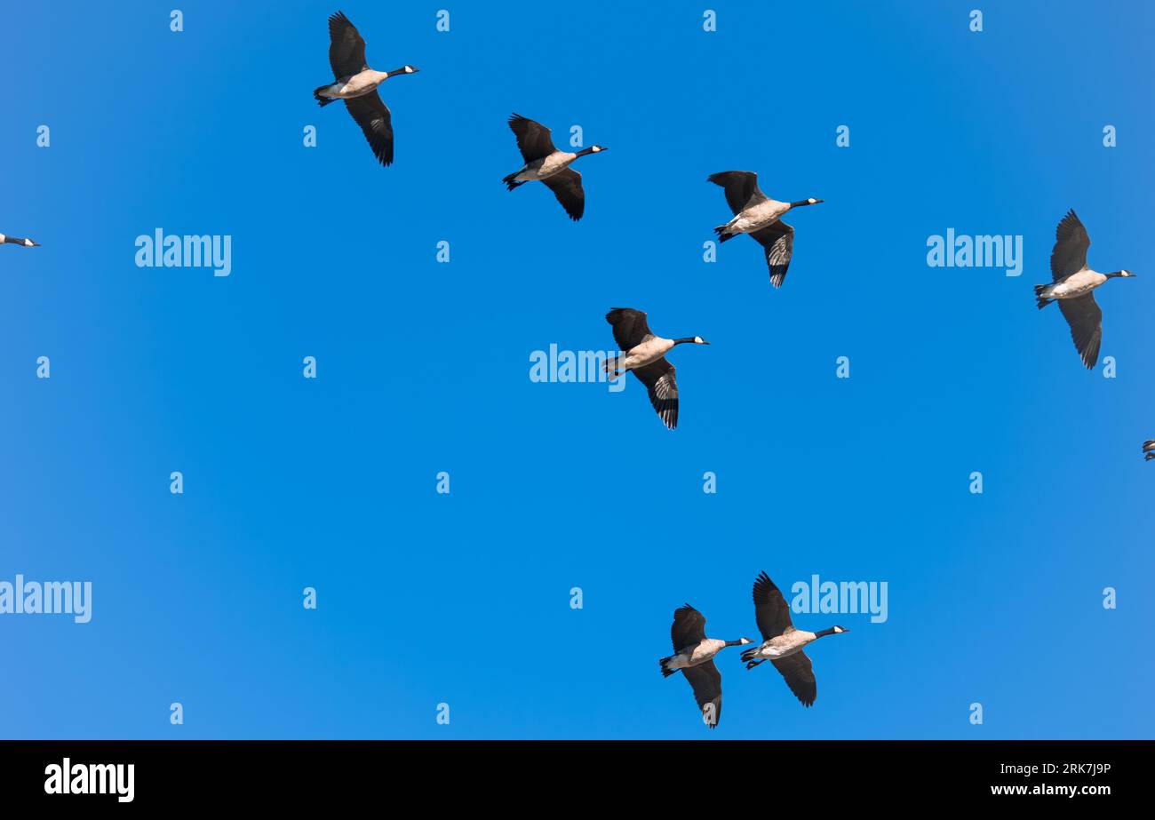 Aerial shot flock geese hi-res stock photography and images - Alamy