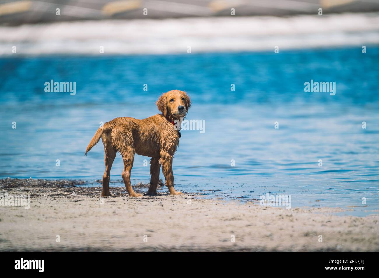 A medium-sized Labrador pup stands on a sandy beach, gazing out across ...