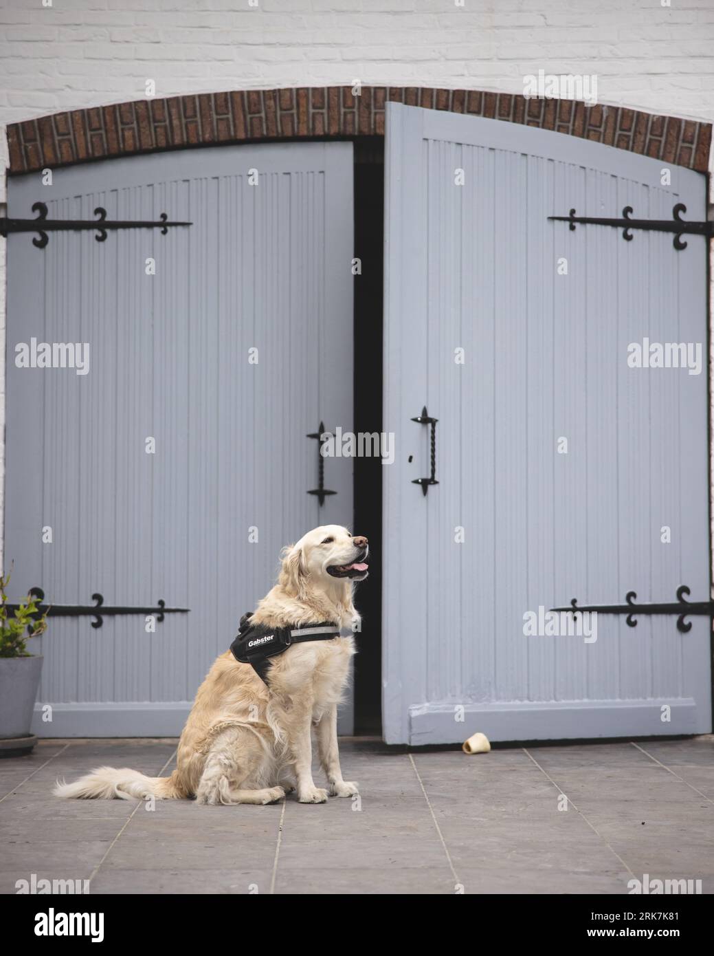 A dog sitting by the entrance of a grand building Stock Photo - Alamy