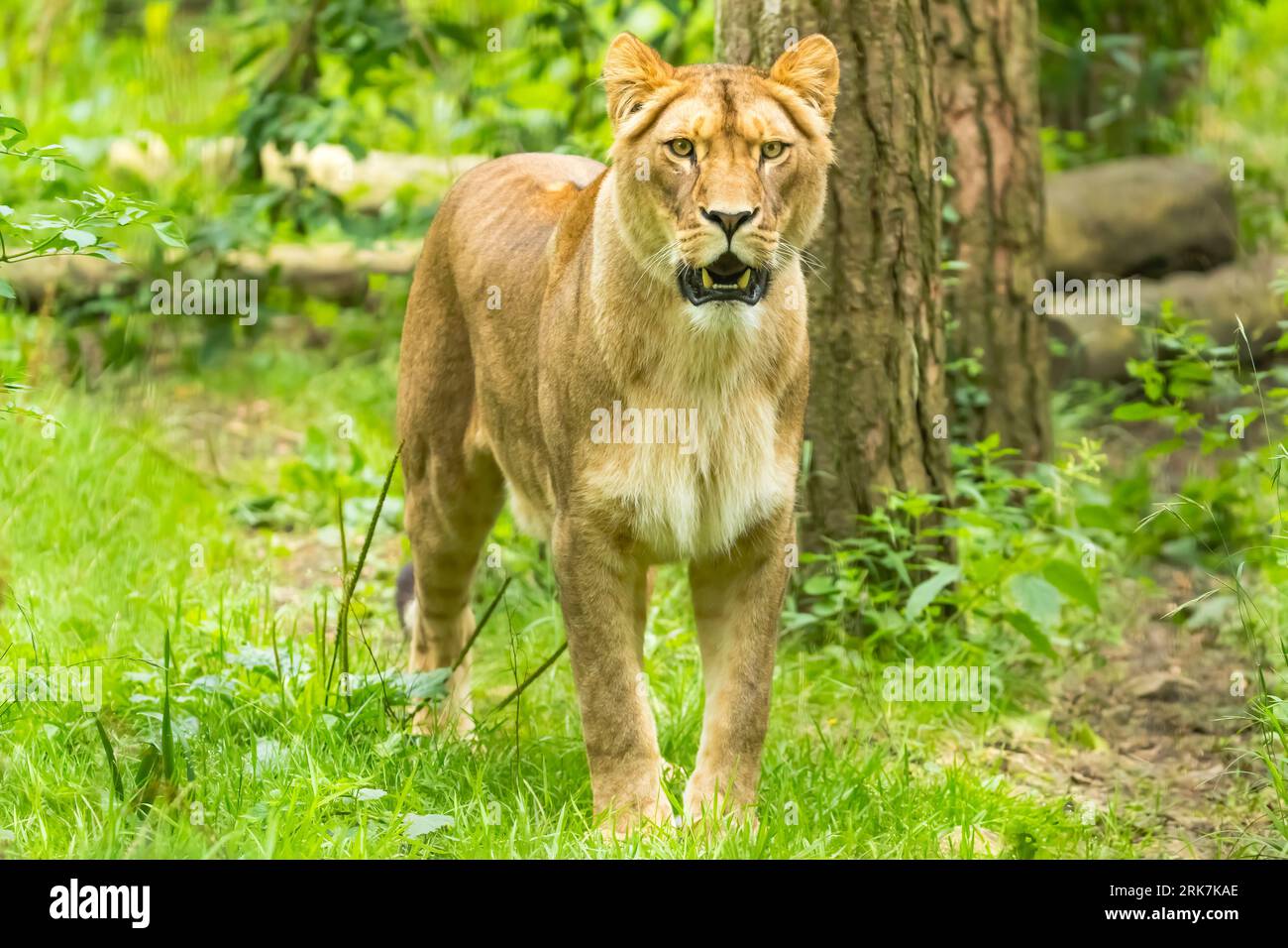 Lion (Panthera leo) Lioness Standing near Tree's Stock Photo - Alamy