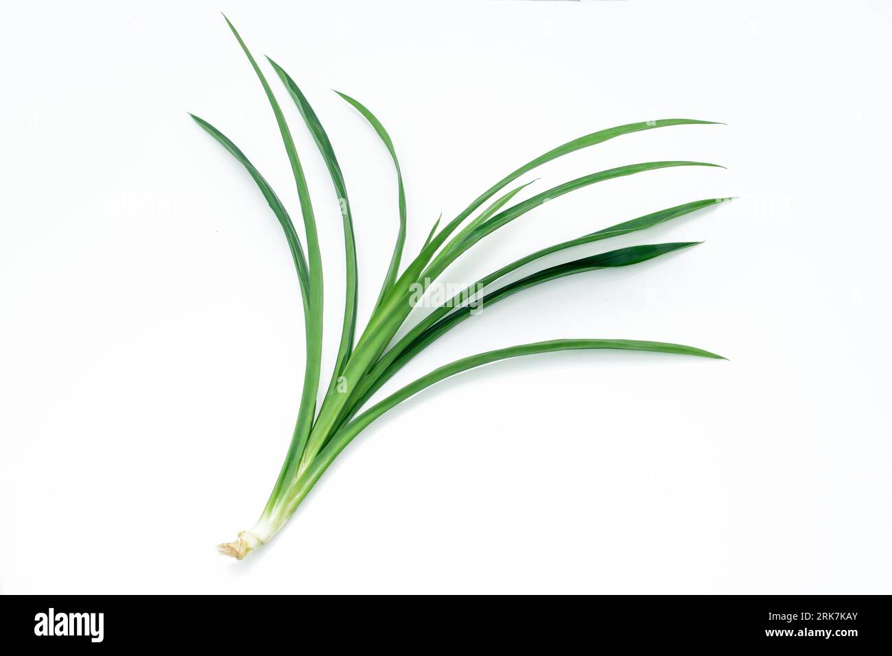Green Pandan Leaves isolated on a white background Stock Photo - Alamy
