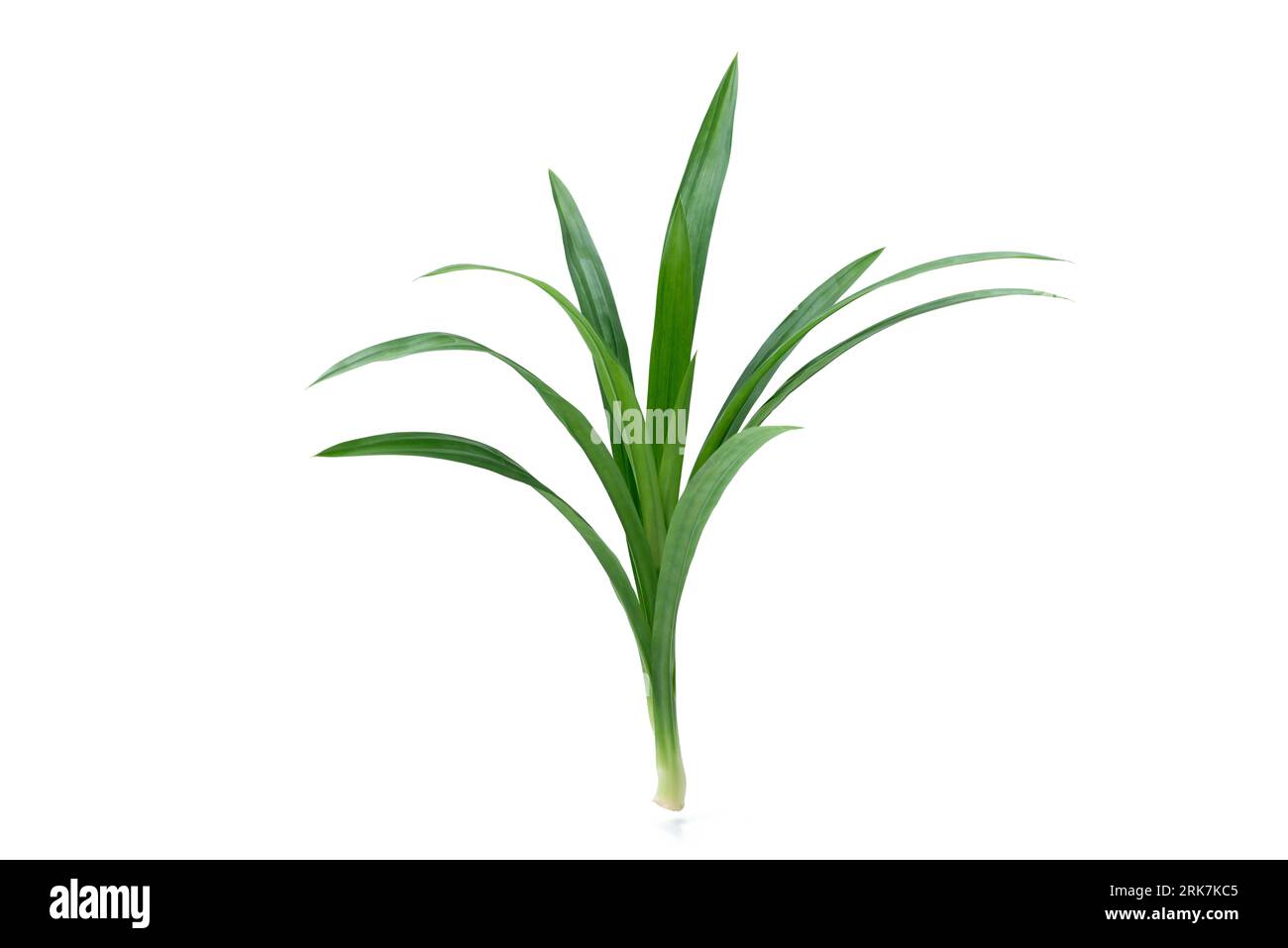 Pandan plant pot hi-res stock photography and images - Alamy