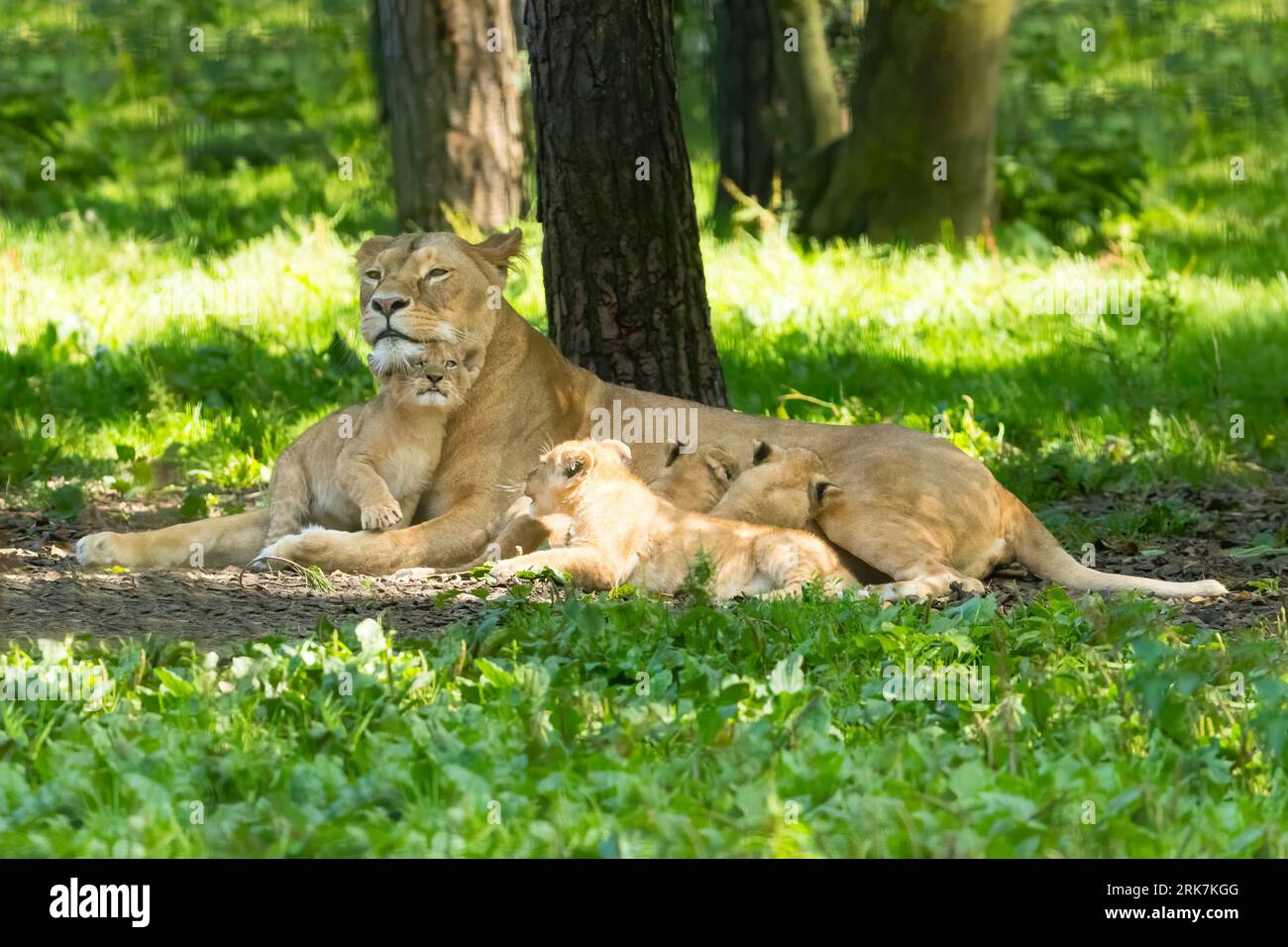 Lion (Panthera leo) Lioness and 4 Cubs together Stock Photo - Alamy