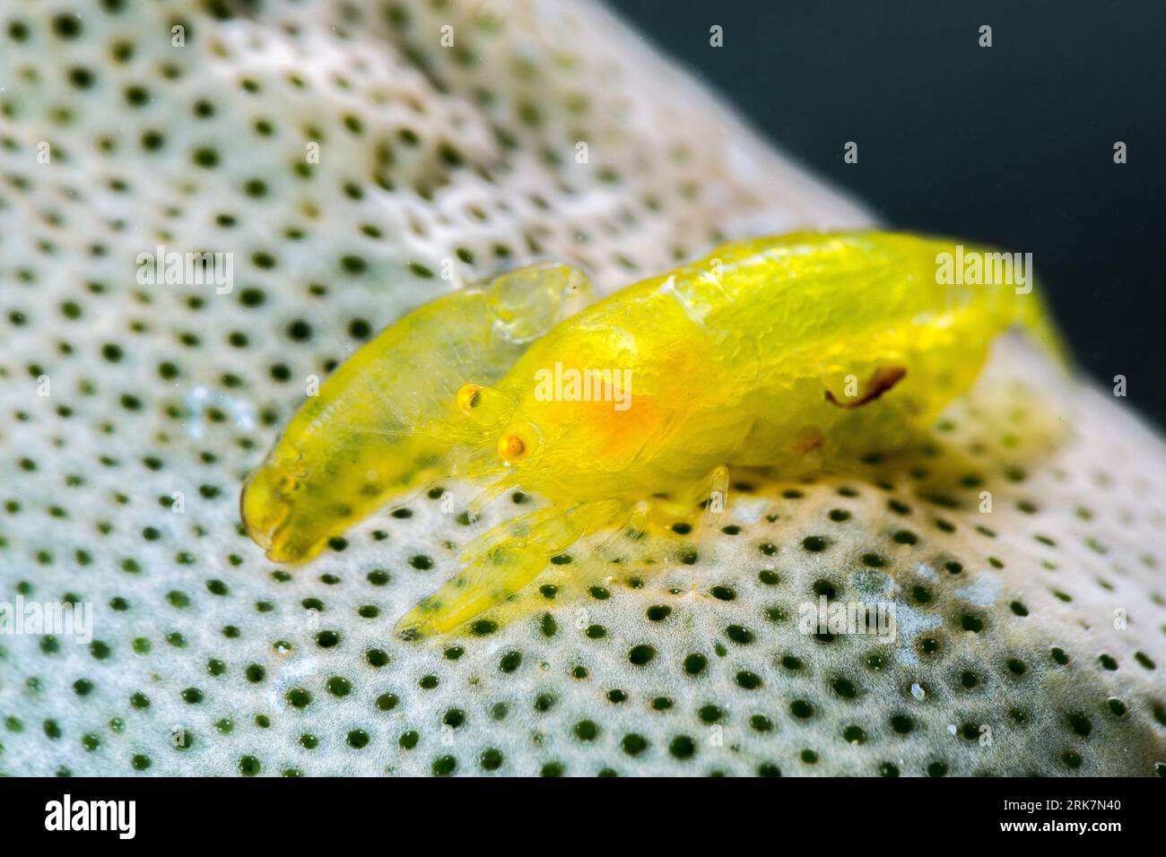 A vibrant yellow freshwater neocaridina shrimp underwater Stock Photo ...