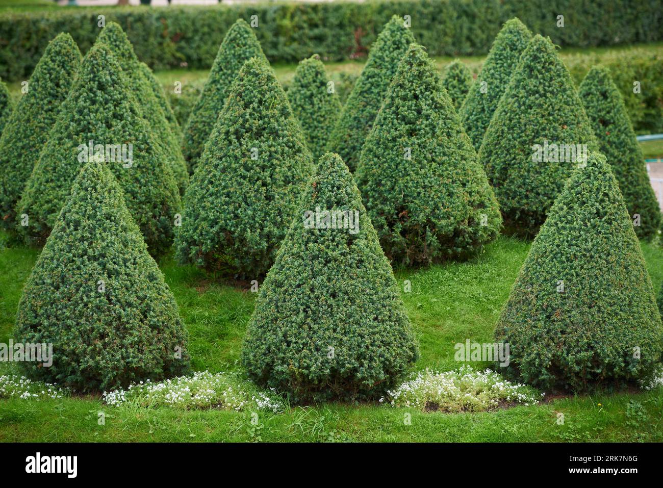 Shaped trees hi-res stock photography and images - Alamy