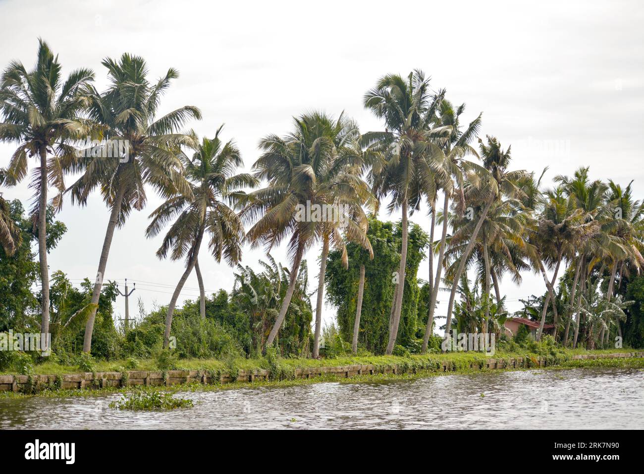 Palm trees on riverbank hi-res stock photography and images - Alamy