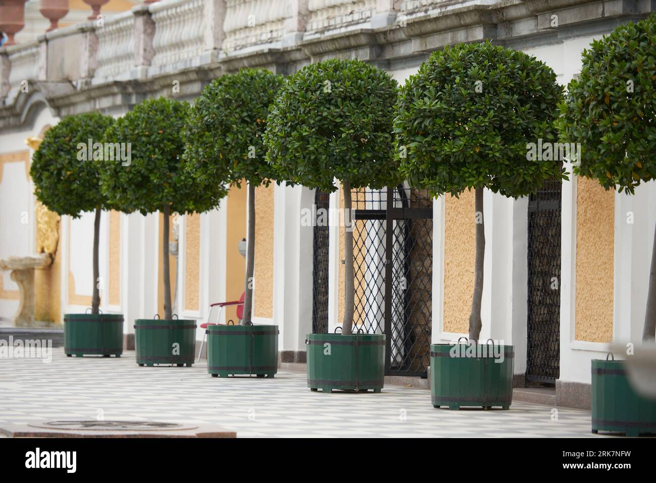 Shaped oval trees in pots for landscaping the facade Stock Photo - Alamy
