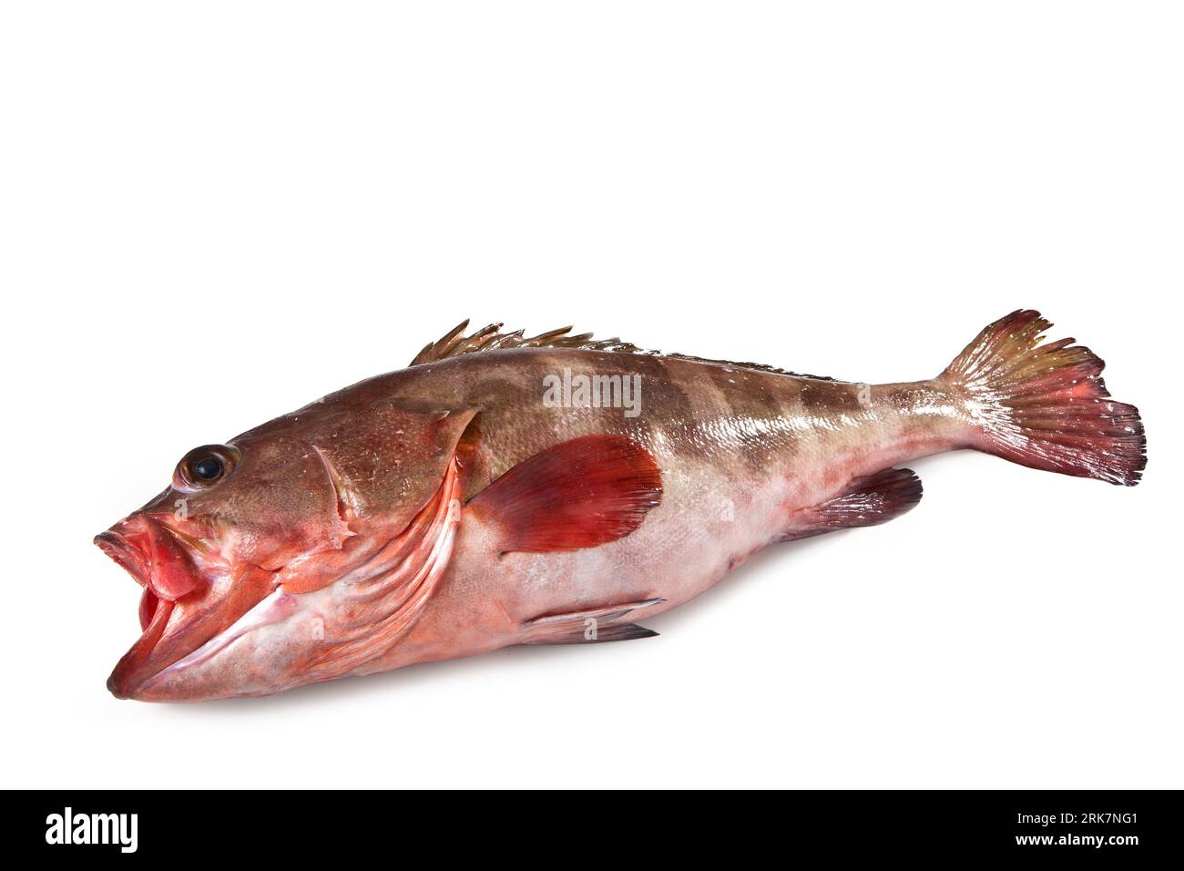 Island sea fish Cut Out Stock Images & Pictures - Alamy