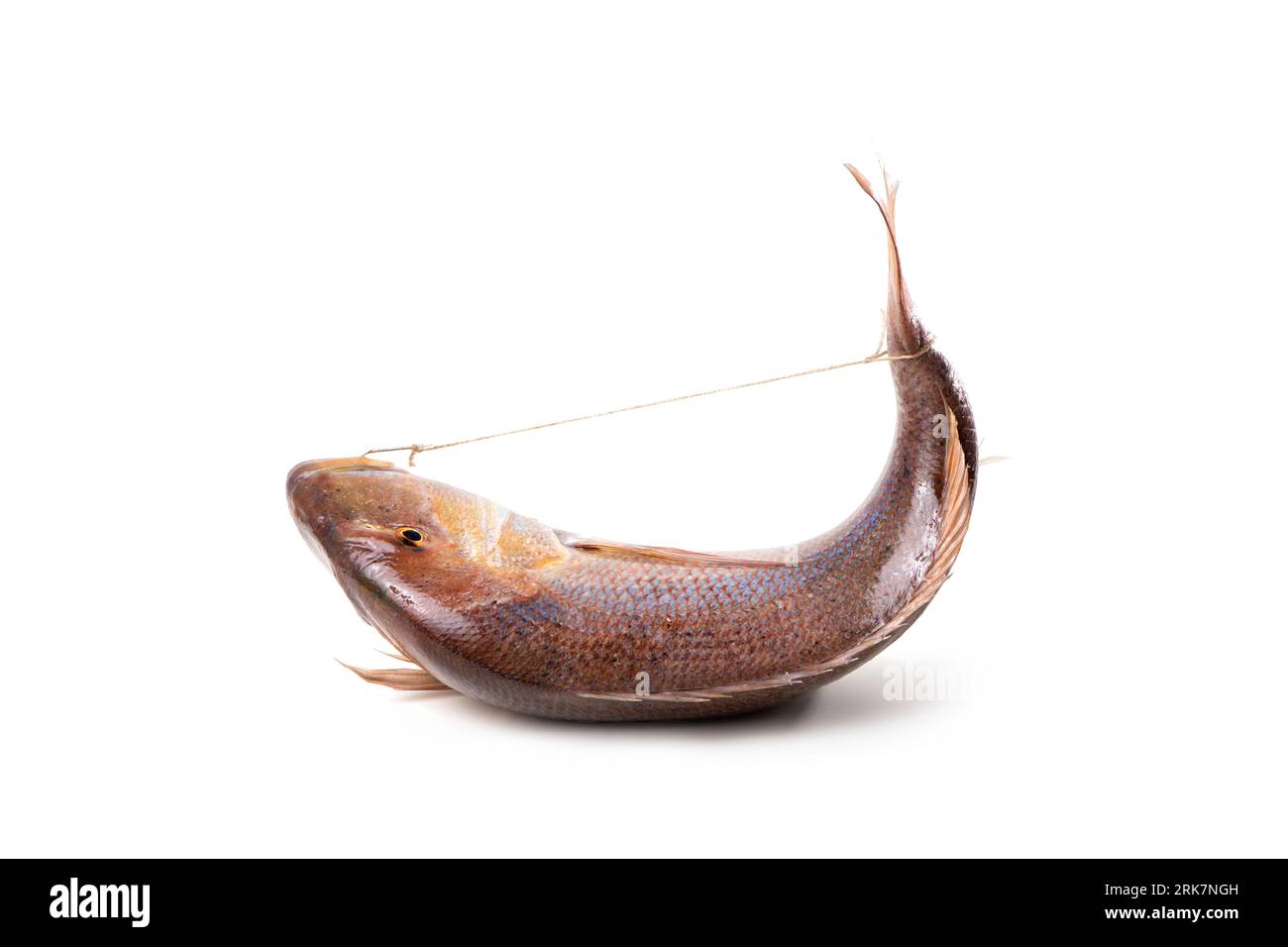 Fresh dentex fish hi-res stock photography and images - Alamy