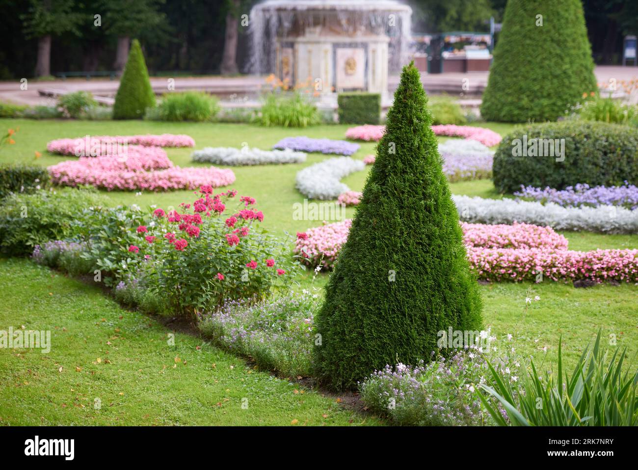 Trimmed thuja tree triangle shape at flower bed in formal garden Stock ...
