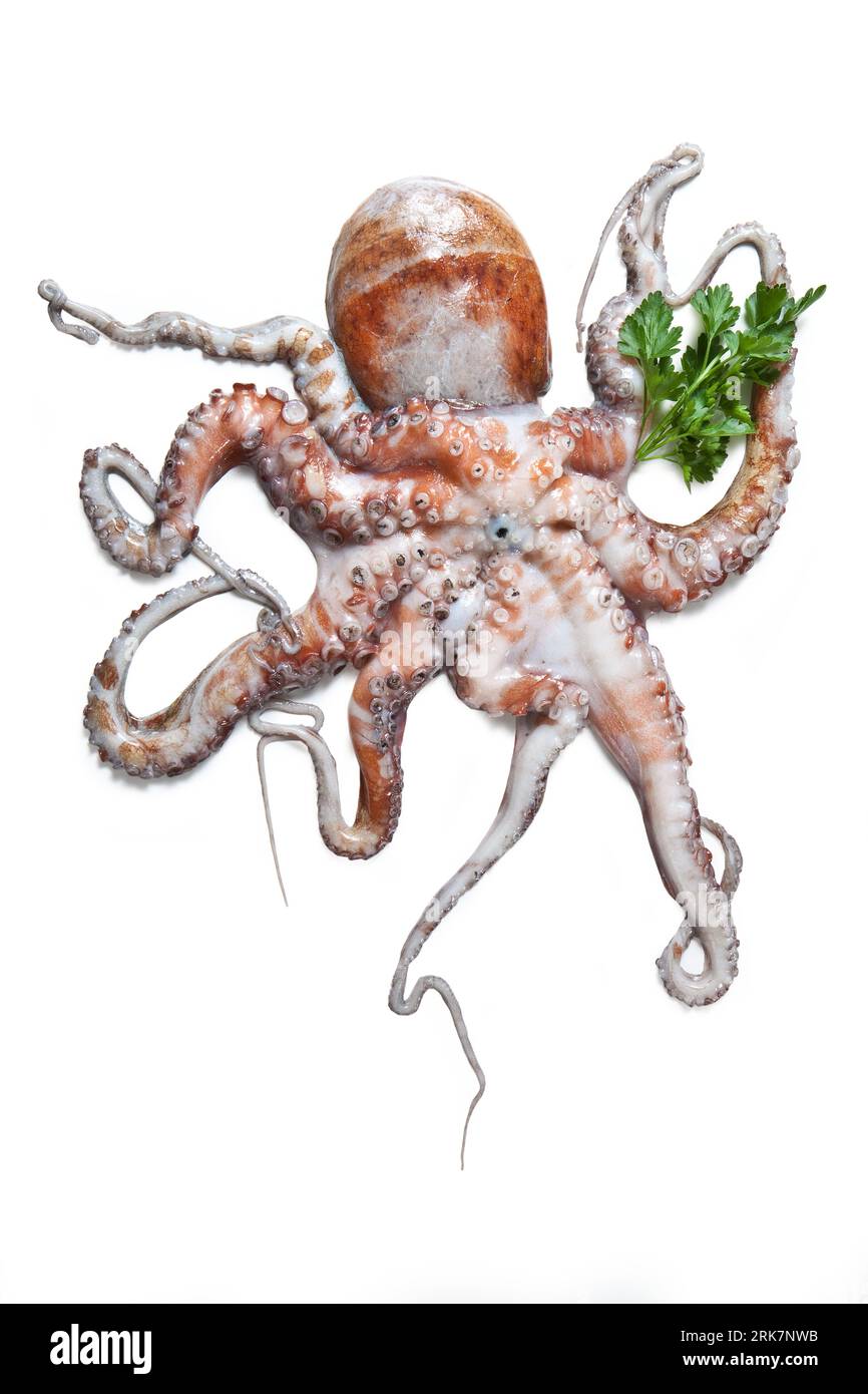 Giant Pacific Octopus Eating A Seagull