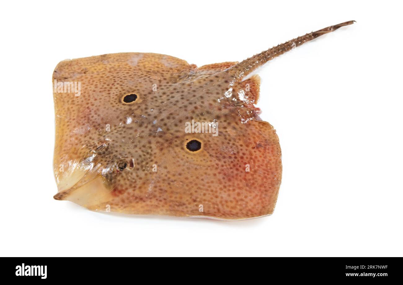 Razza hi-res stock photography and images - Alamy