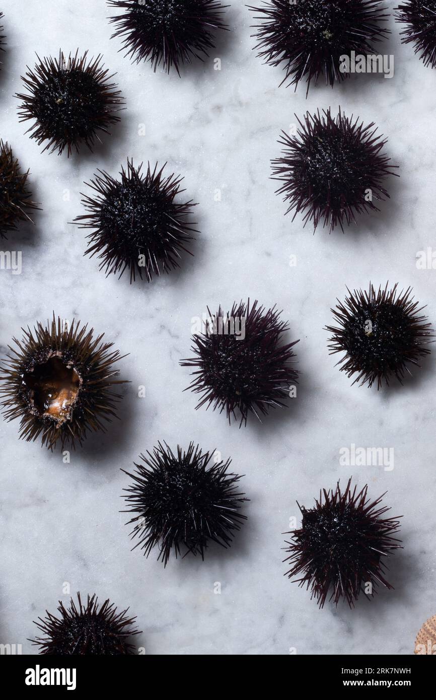 Sea Urchins on Marble Background, Fresh Black Urchins from Italy ...