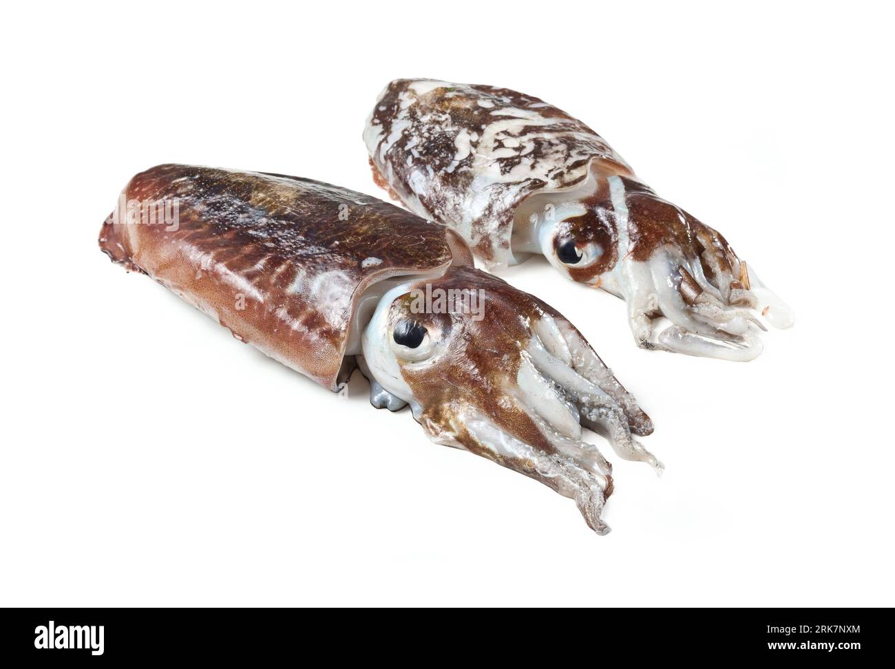 Sepiidae, Sepiidae, Cuttlefish, sea shell isolated on white background ...