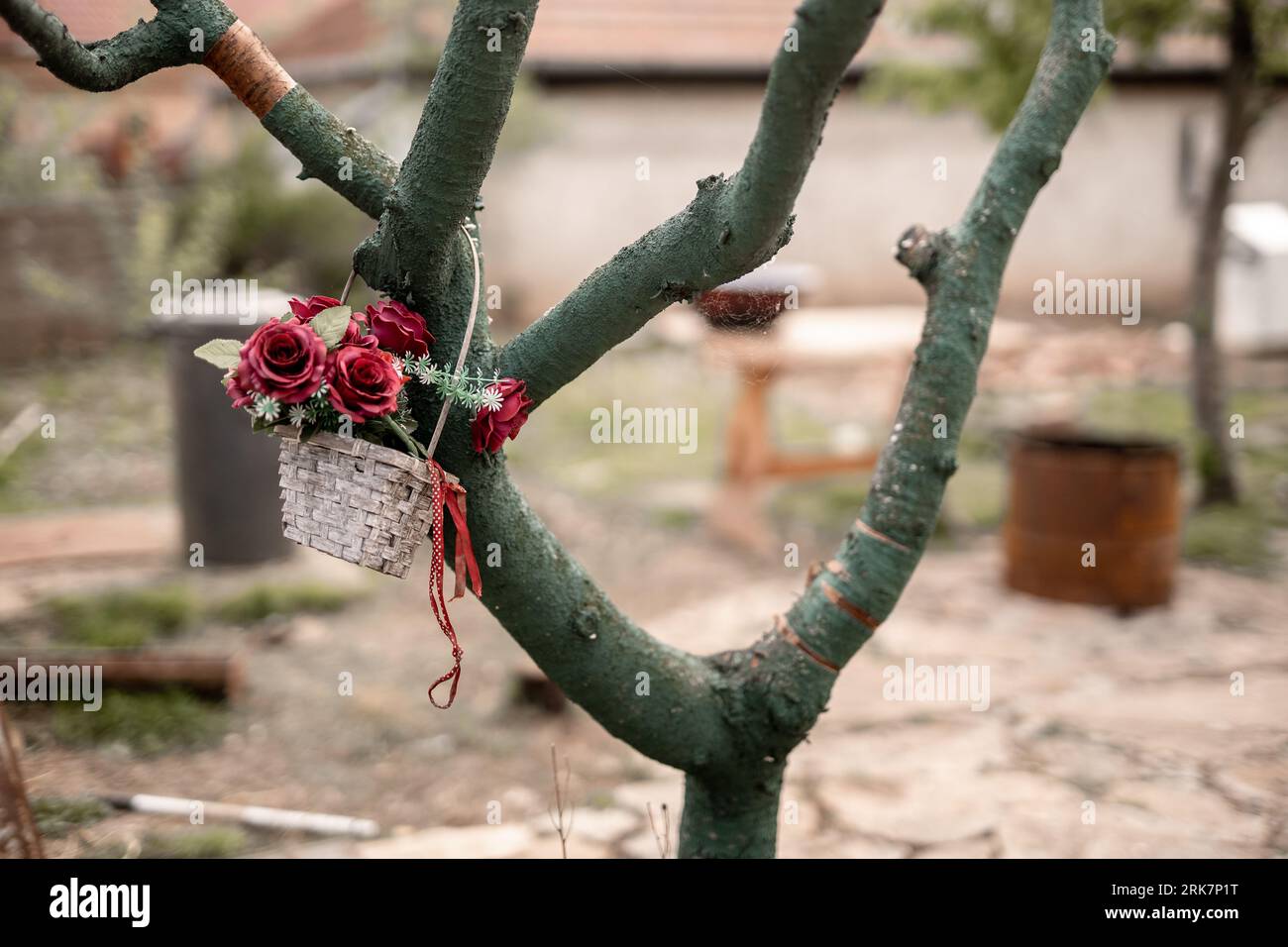 A flower basket with red roses hanging from a tree branch in a garden ...