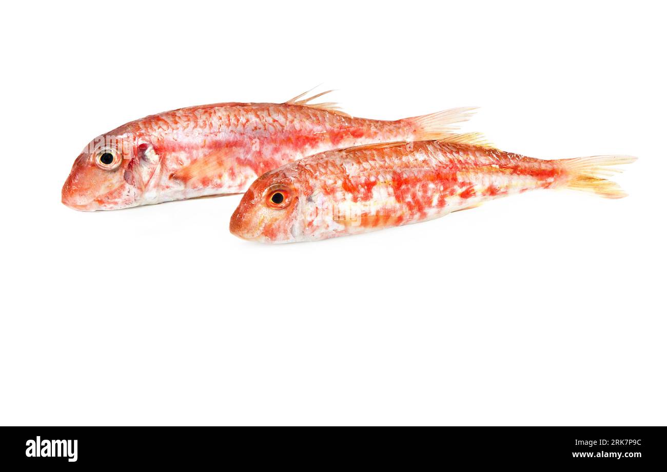 Mediterranean fish - Triglia rossa - Mullus surmuletus Stock Photo - Alamy