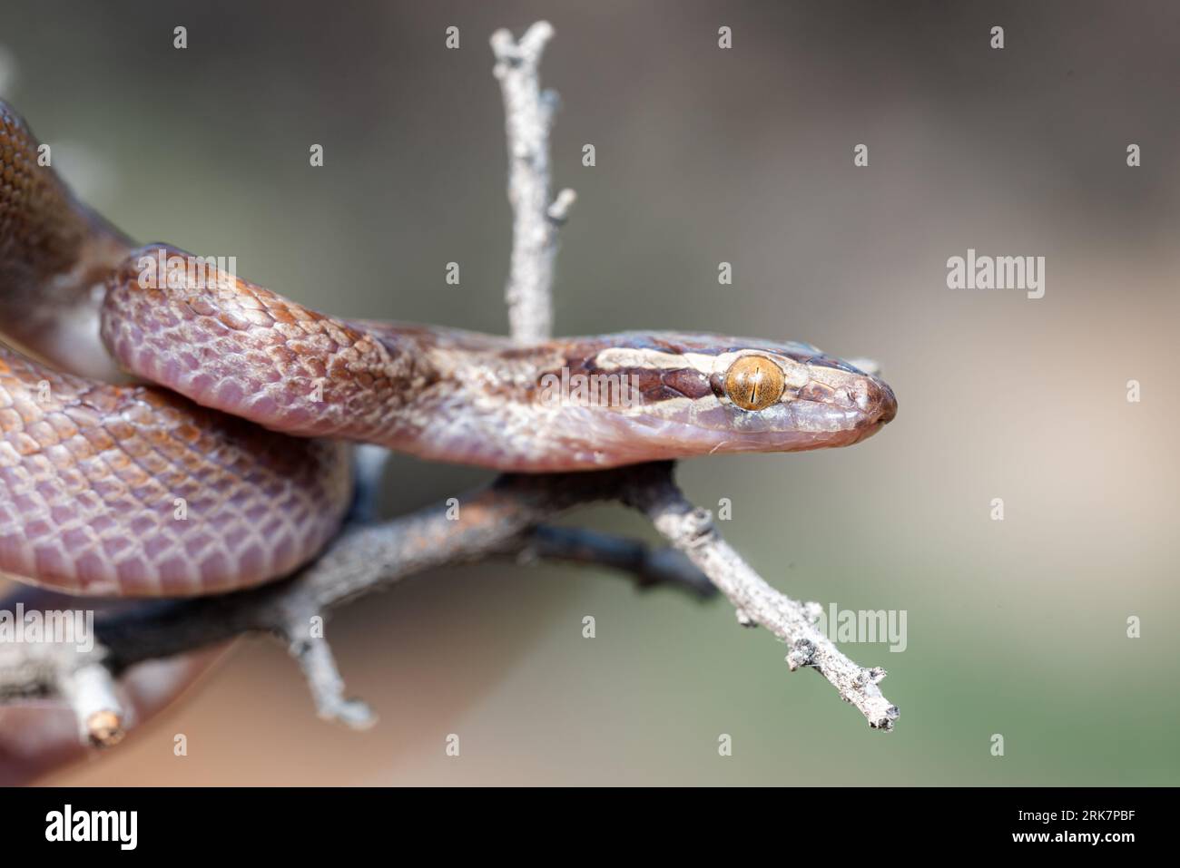 This is a brown House Snake (Boaedon capensis) a non-venomous species ...
