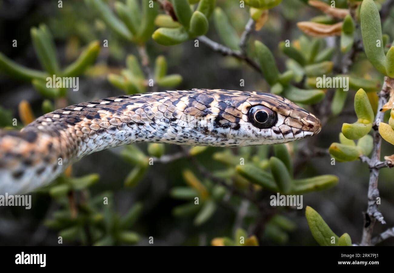 A stock photo of Cape Sand Snake (Psammophis leightoni), a mildly ...