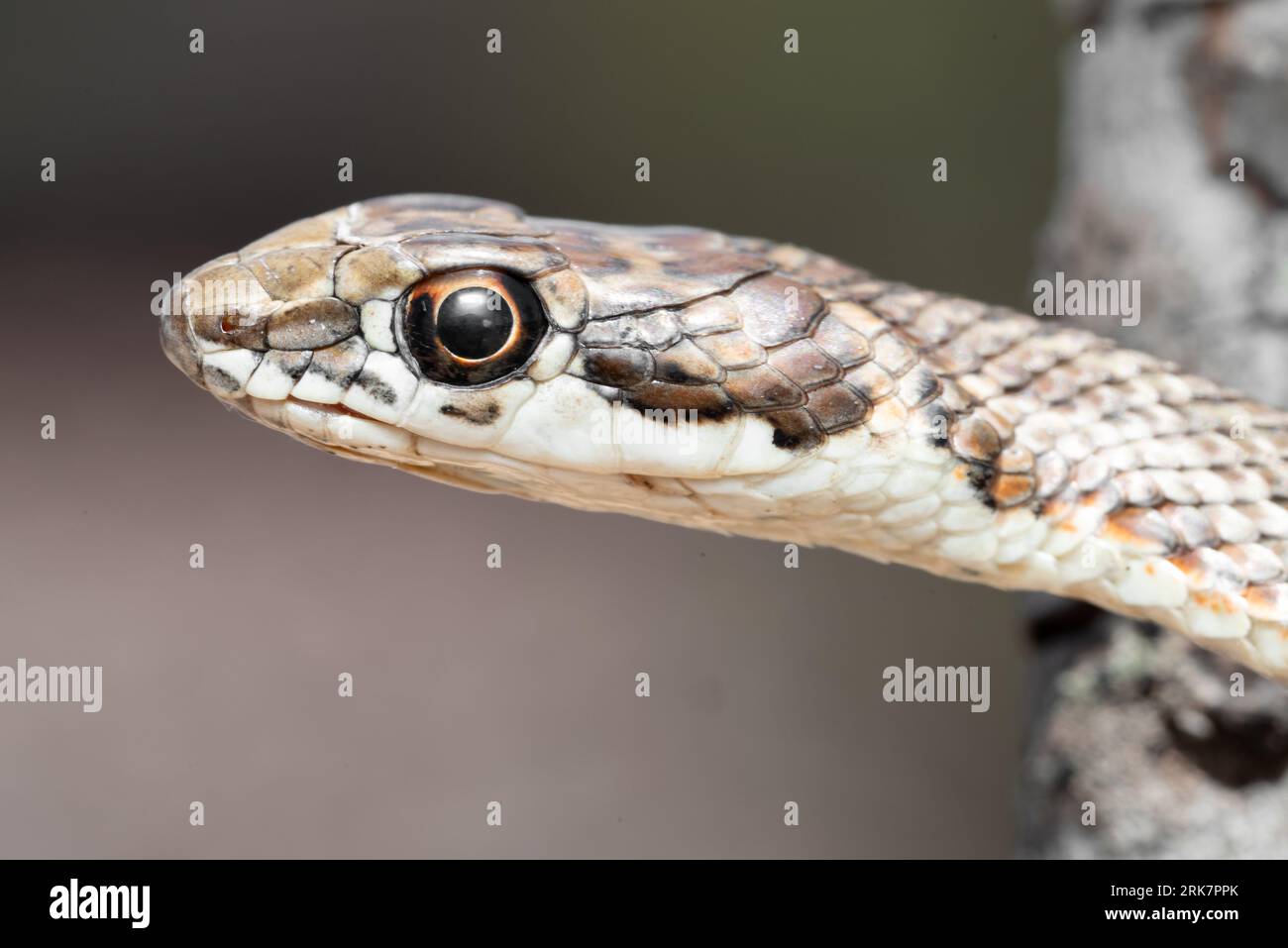 An isolated image of a Karoo Sand Snake (Psammophis notostictus) from ...