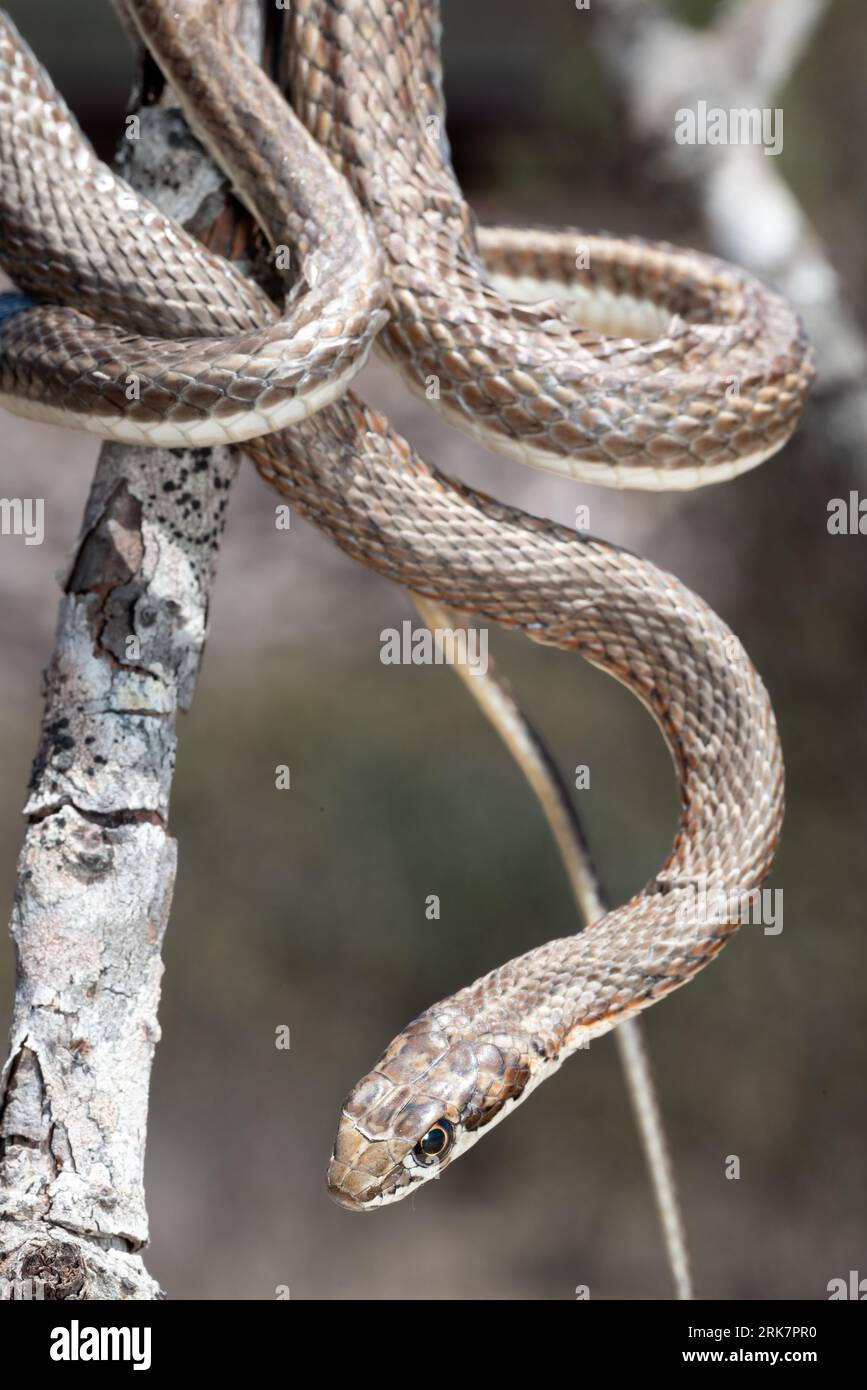 An isolated image of a Karoo Sand Snake (Psammophis notostictus) from ...
