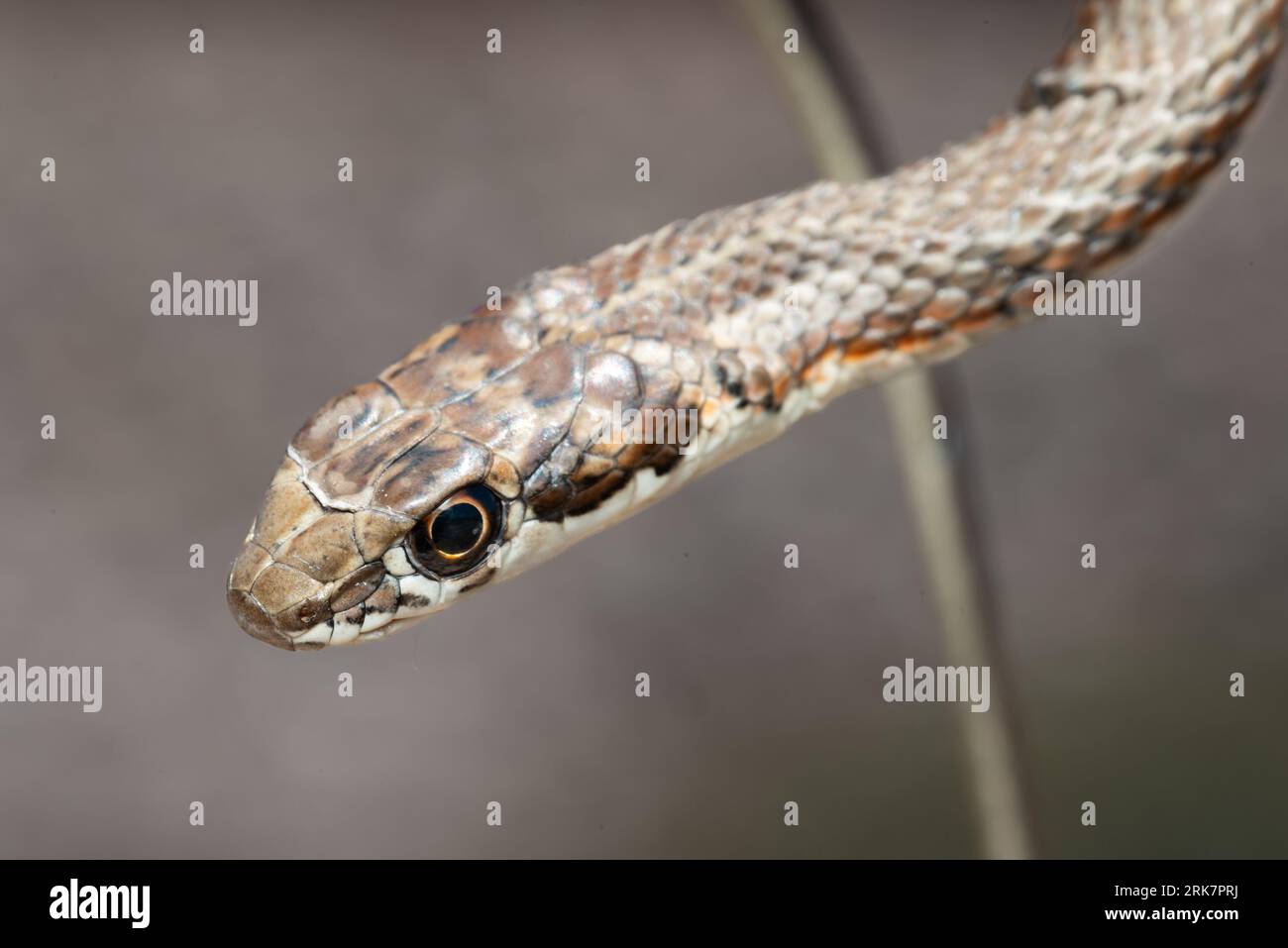 An isolated image of a Karoo Sand Snake (Psammophis notostictus) from ...