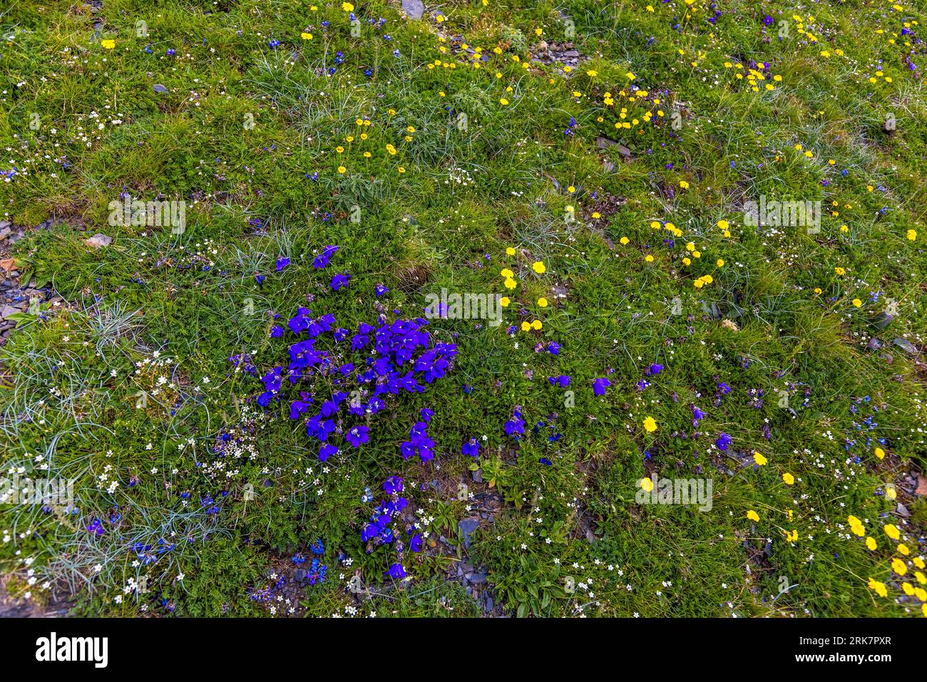 Dusheti, Georgia. Hike over the Chaukhi Pass Stock Photo - Alamy
