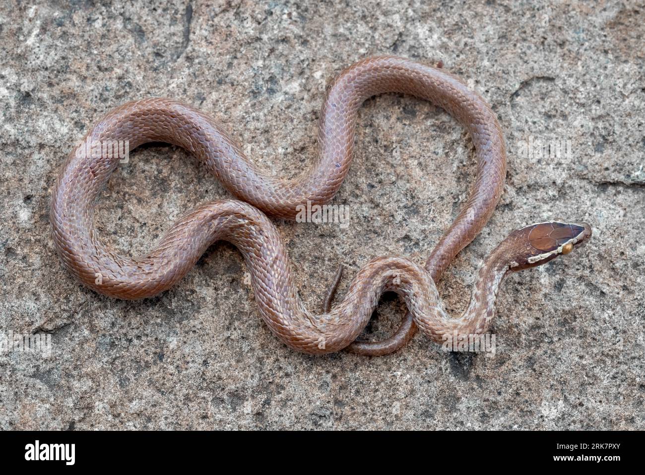A Brown House Snake (Boaedon capensis), a nonvenomous reptile native to ...