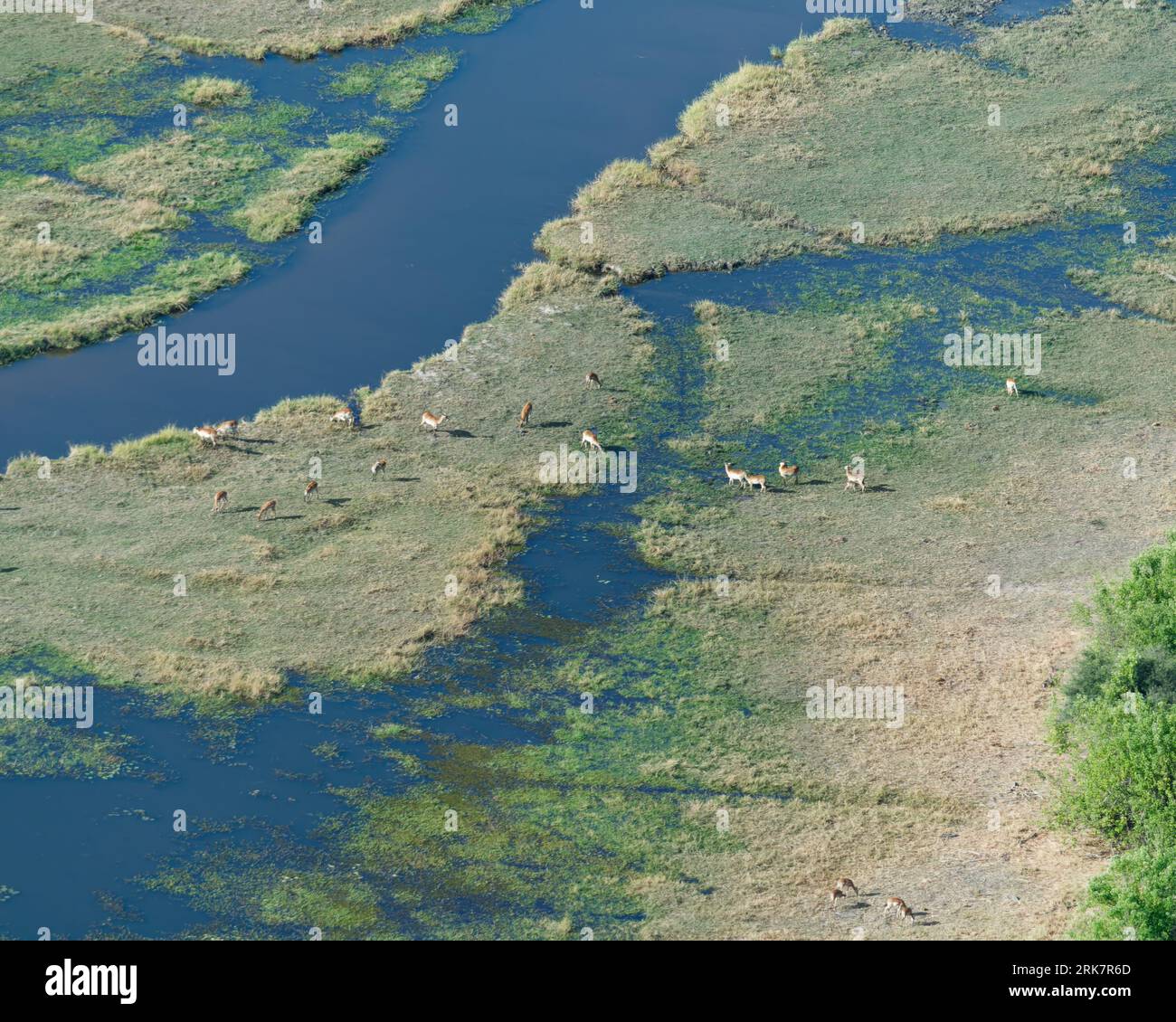 An aerial view of a river in the breathtaking Okavango Delta, Botswana ...