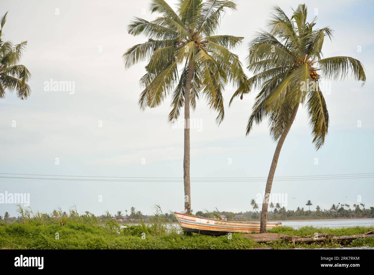 Palm trees on riverbank hi-res stock photography and images - Alamy